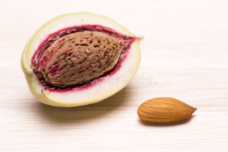 Almond fruit with seed stock image. Image of crop, hard - 125879881