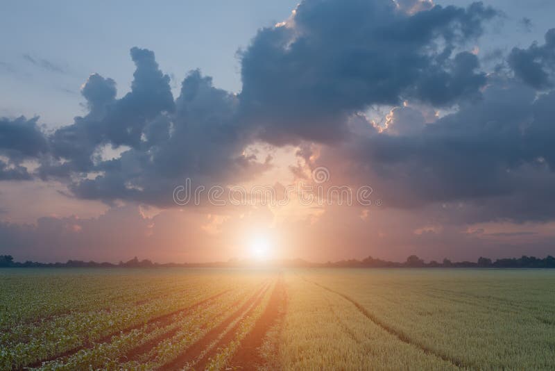 Divided Fields of Corn and Wheat Stock Image - Image of cloud, sunrise ...