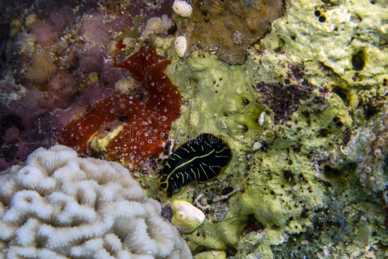 151 Red Flatworm Stock Photos - Free & Royalty-Free Stock Photos from ...