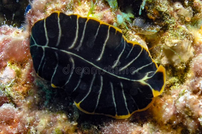 A Divided Flatworm Pseudoceros Dimidiatus in the Red Sea Stock Photo - Image of explore, dahab ...