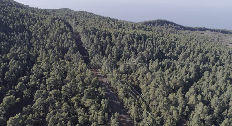 Divided forest stock photo. Image of forest, dividing - 140152220