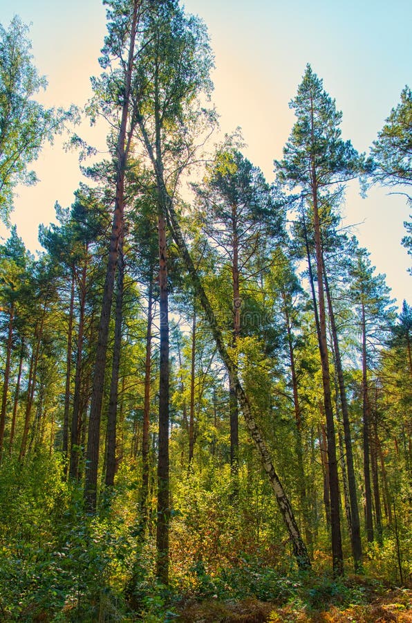 Dividers stock image. Image of trees, road, dividers - 58858077