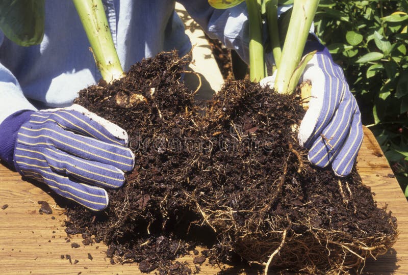 Dividing canna lily roots stock image. Image of horticulture - 21009745