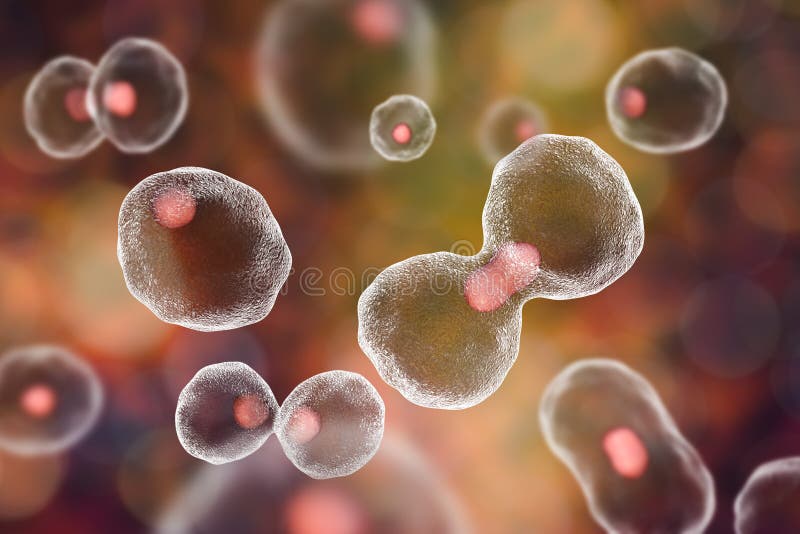 Dividing Cells on Colorful Background Stock Illustration - Illustration ...