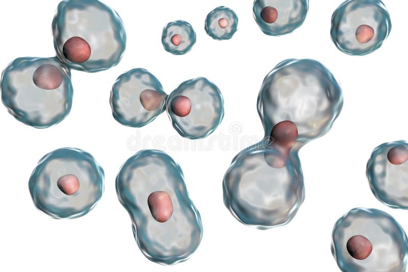 Dividing Cells on White Background Stock Illustration - Illustration of ...
