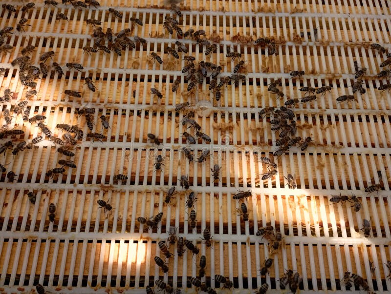 A Dividing Grid is Installed between the Hive Bodies To Isolate the ...