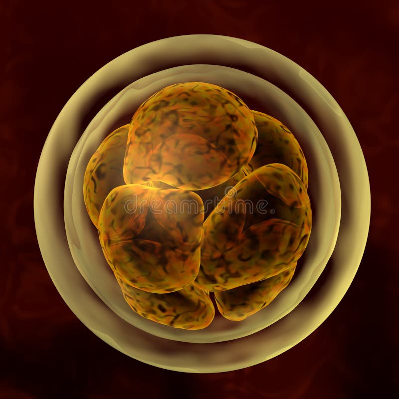 An early stage of a zygote stock illustration. Illustration of ...