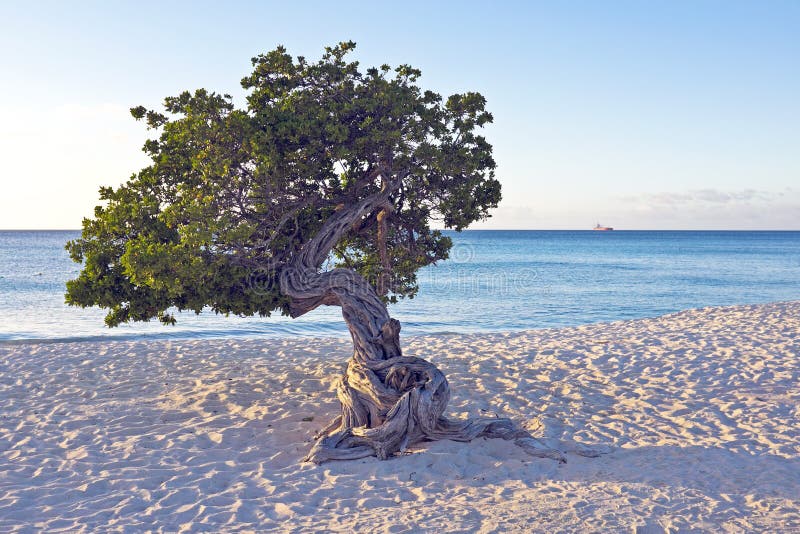 Dividiviboom op Aruba stock afbeelding. Image of water - 37685587