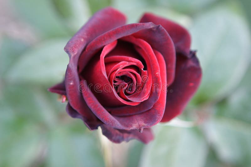 One claret flower stock photo. Image of natural, color - 75129762