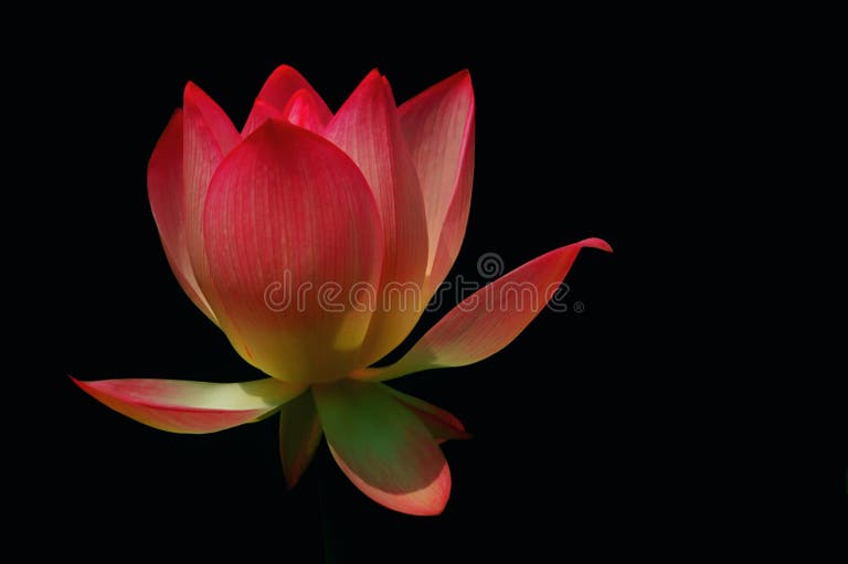 Divine Lotus stock image. Image of backgrounds, wallpaper - 10687805