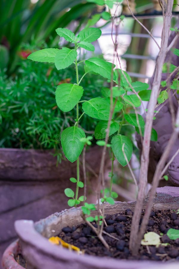 Divine Tulsi Tree Daytime Views from Unique Perspectives Stock Photo ...
