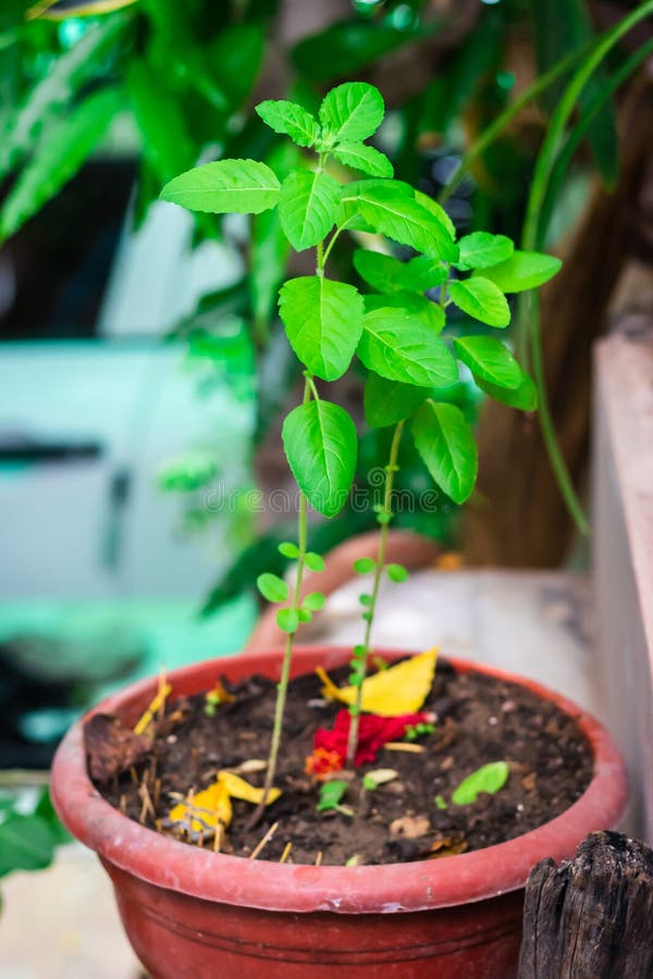Divine Tulsi Tree Daytime Views from Unique Perspectives Stock Image ...