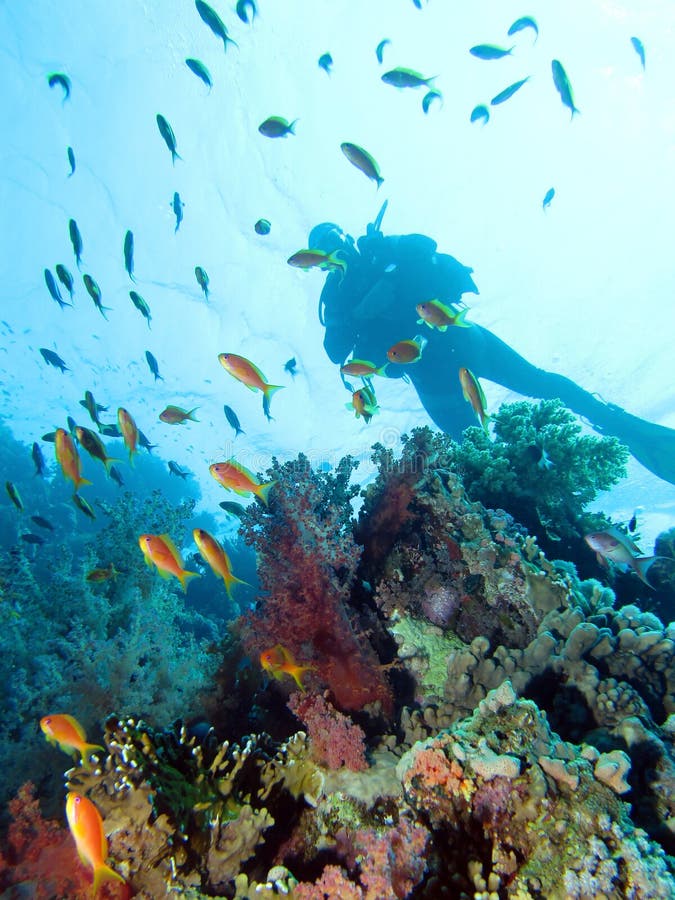 Diving in a coral reef stock photo. Image of scuba, diver - 17281642