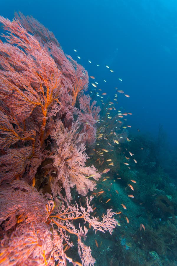 Diving in bali stock photo. Image of acropora, color - 33552260