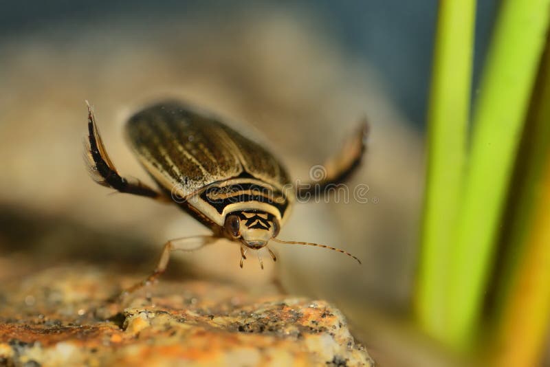 Diving Beetle (Graphoderus Cinereus) Stock Photo - Image of animal ...
