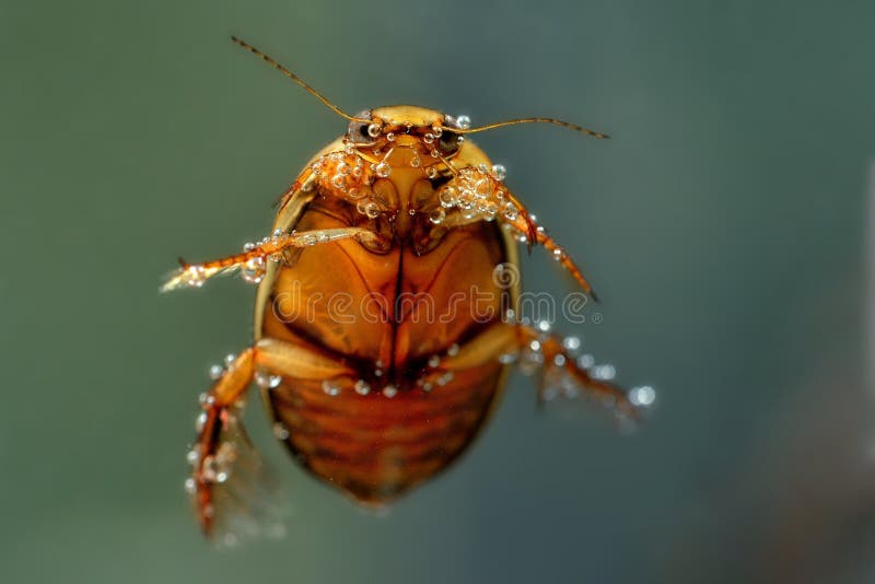 Diving Beetle (Graphoderus Cinereus) Stock Photo - Image of animal ...