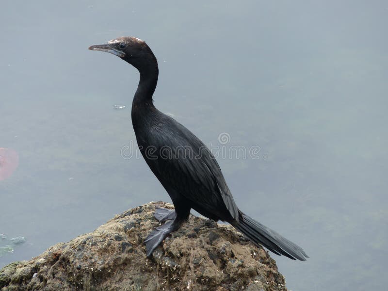 Diving Birds stock photo. Image of fissure, separate - 58940780
