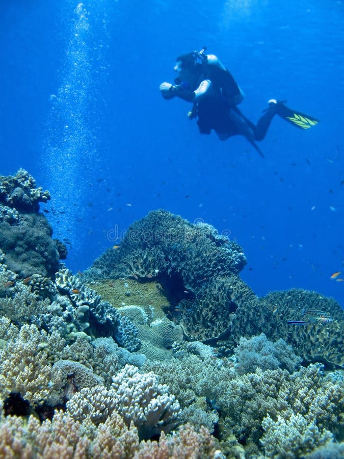 Diving in the Blue stock image. Image of scuba, blue, seascape - 4419083