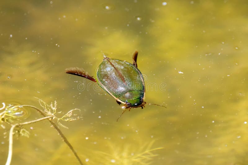The Diving Bug Dytiscus Dimidiatus Stock Photo - Image of insect, water ...