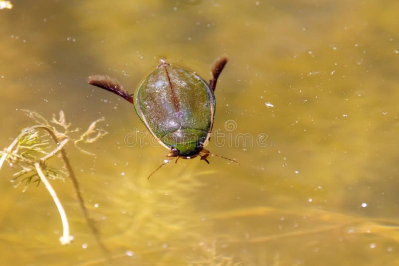 The Diving Bug Dytiscus Dimidiatus Stock Image - Image of dimidiatus ...