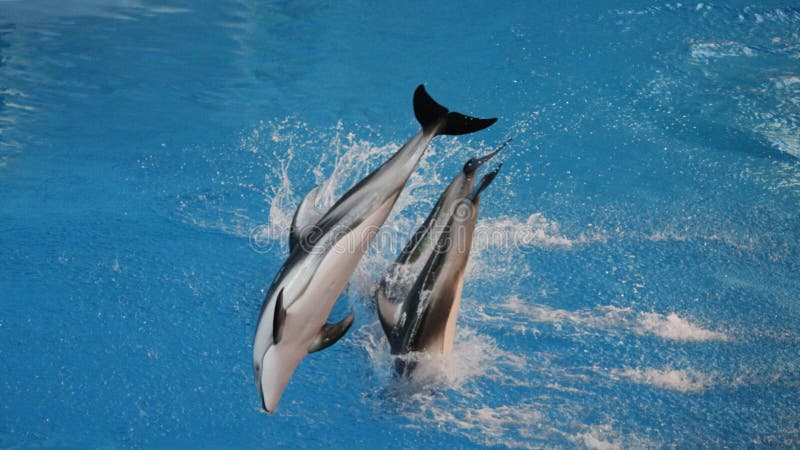 Diving Dolphins stock photo. Image of leaping, swim, marine - 97436348