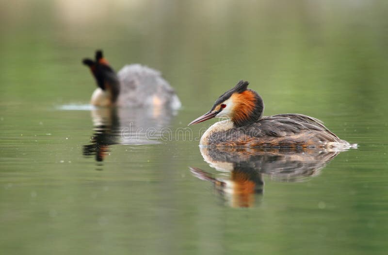 Diving Duck Podiceps Cristatus Stock Image - Image of diver, duck: 70815119