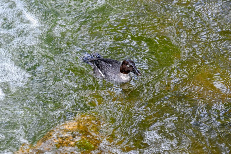 Diving duck in the stream stock image. Image of pond - 105553177