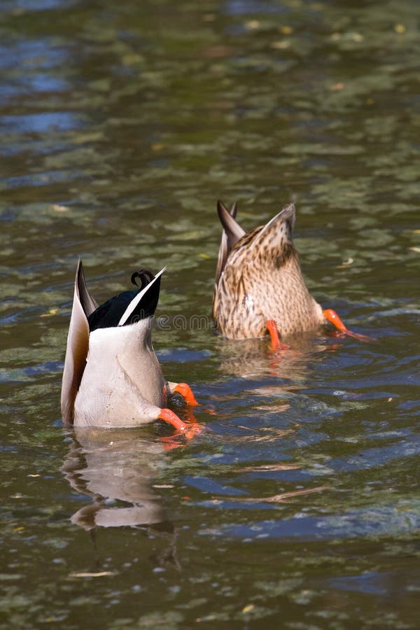 Diving Ducks Picture. Image: 18493619