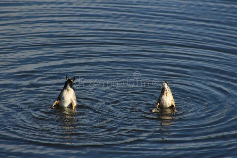 Diving ducks stock photo. Image of sunshine, diving, water - 60780062