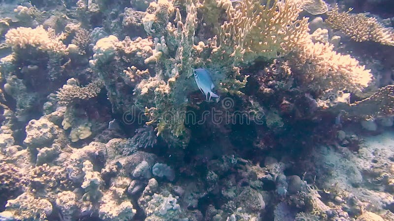 Diving Egypt Red Sea Fish and Corals Stock Footage - Video of nature ...