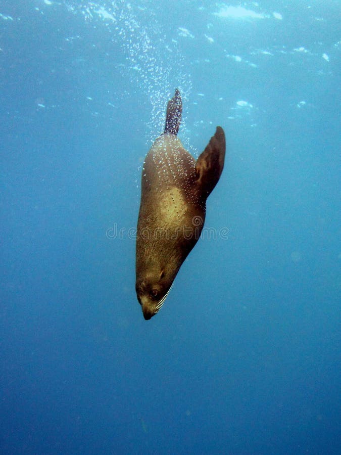 Diving fur seal stock photo. Image of blue, australia - 53893486
