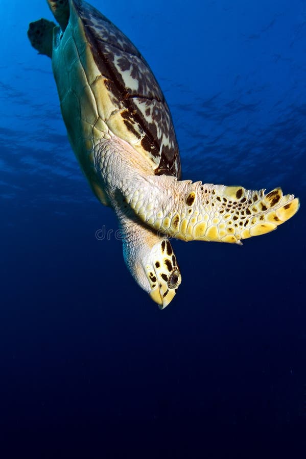 Hawks Bill Sea Turtle stock image. Image of undersea, underwater - 7162837