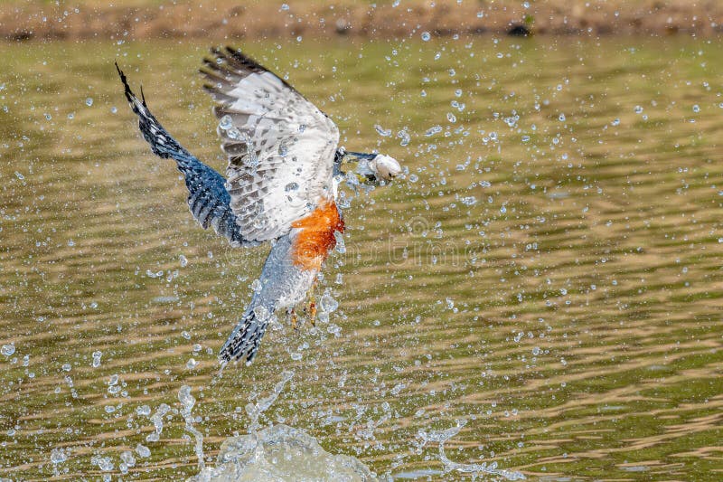Diving Kingfisher stock photo. Image of female, green - 350336144