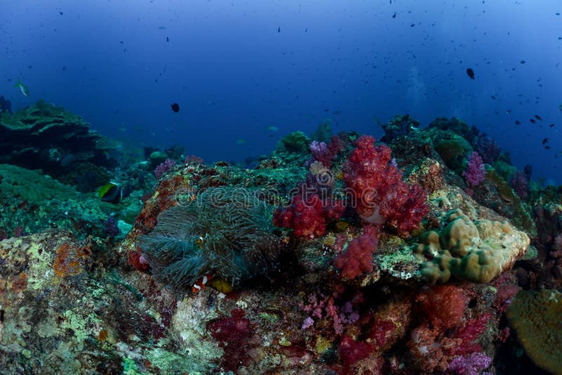 Diving at Koh Haa in Thailand Stock Image - Image of asia, wildlife ...