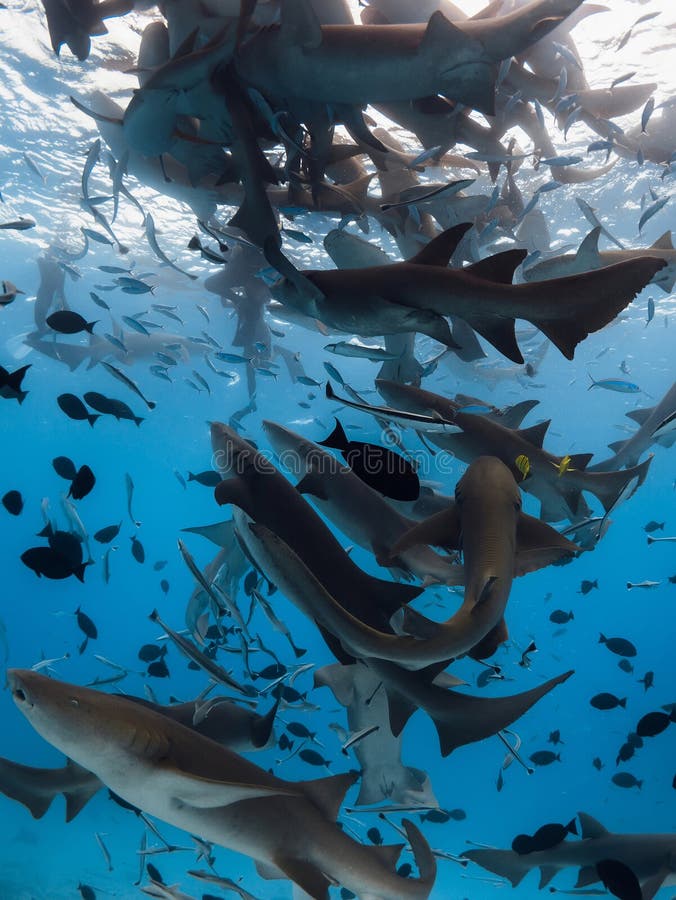 Diving with a Lot of Nurse Sharks on Deep Blue Sea Stock Image - Image ...