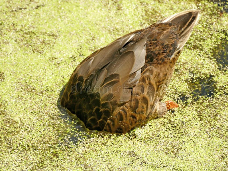 Diving Mallard Hen in a Pond Stock Image - Image of wildlife, duck ...