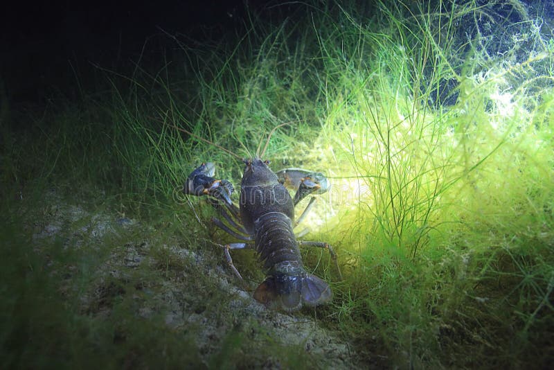Diving photo crayfish stock image. Image of diving, biology - 61702099