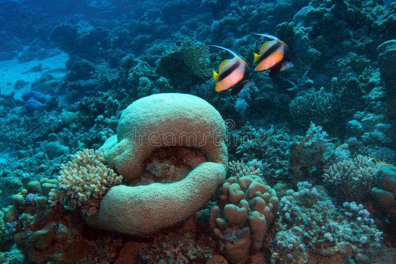 Diving in the Red Sea stock photo. Image of water, underwater - 20489886