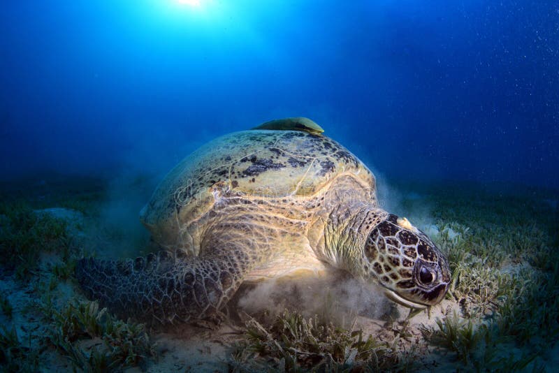 Diving in the Red Sea stock photo. Image of depth, climate - 20489934