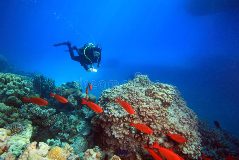Diver on the coral reef stock image. Image of fish, scalefin - 12099661