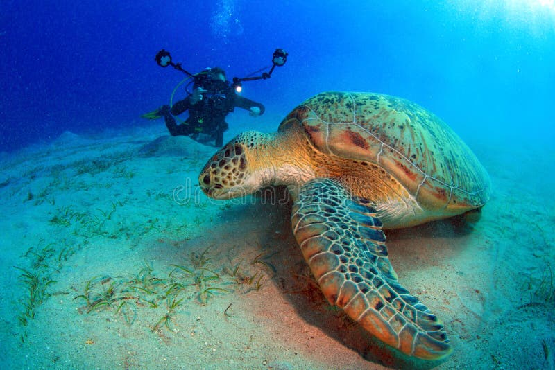 Diving in the Red Sea stock photo. Image of building - 21837820