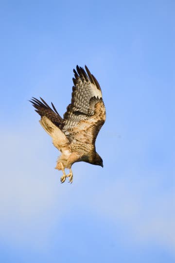 Diving red tailed hawk stock image. Image of raptor, feathers - 4654085