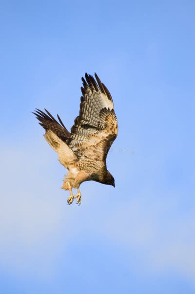 Diving red tailed hawk stock image. Image of raptor, feathers - 4654085