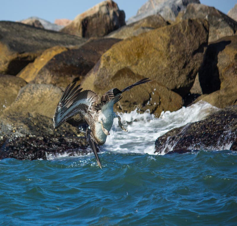 Diving seagull stock photo. Image of food, catching, seagull - 54602850