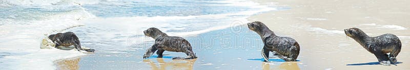 Running Seal. Seal in White Sand Beach. Running Animal. Mammal Action ...