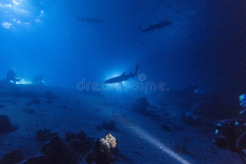 Diving in Shark Infested Water at Night on Alimatha Maldives Site Stock ...