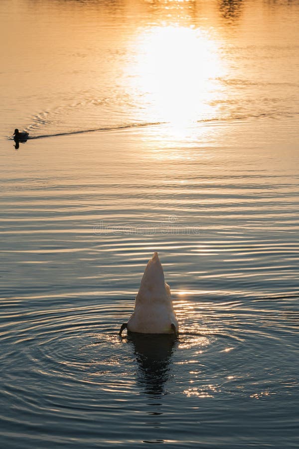 Diving Swan on the River in the Light of the Setting Sun. Stock Image ...