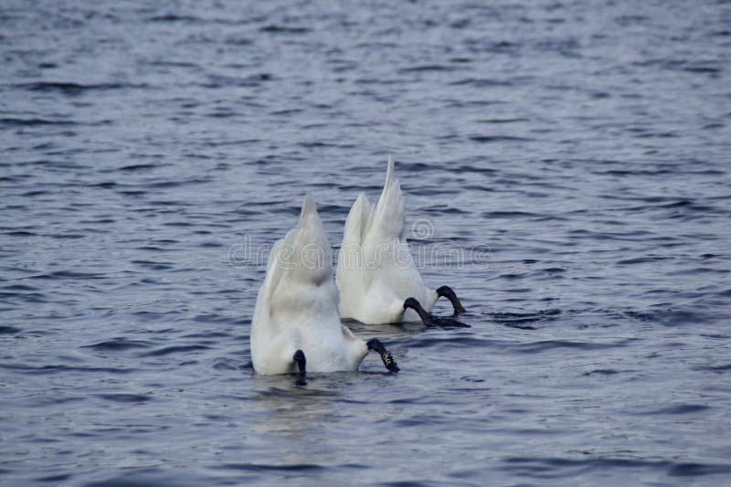 Diving Swans stock image. Image of birds, animal, diving - 51941319