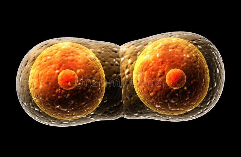 Division of cell stock illustration. Illustration of reproductive ...