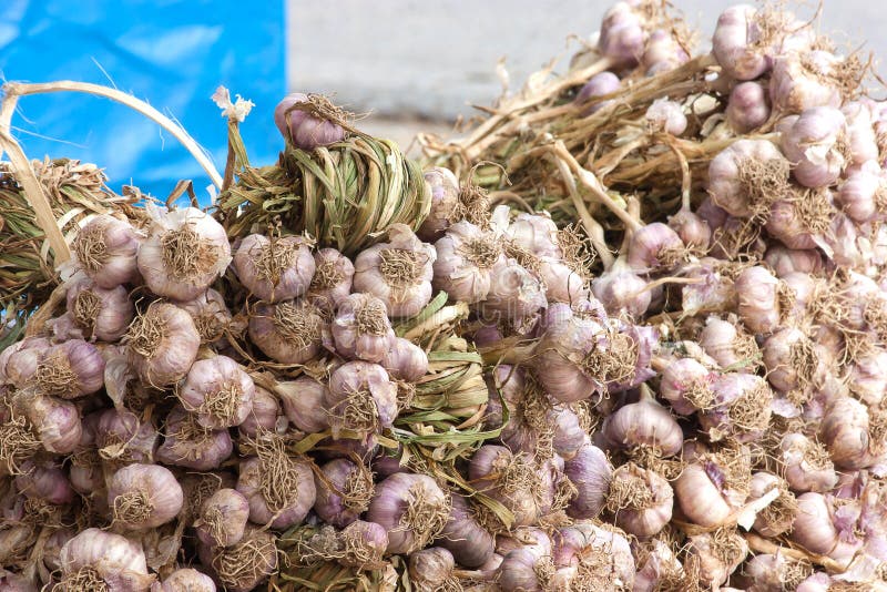 Division of Garlic stock image. Image of vegetable, onion - 54259603